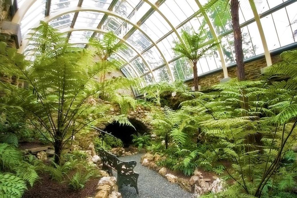 What is a Fernery? - Snackon Design